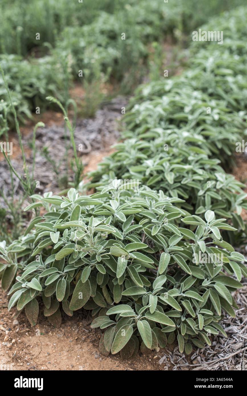Sage spice plantations on a rows Stock Photo - Alamy
