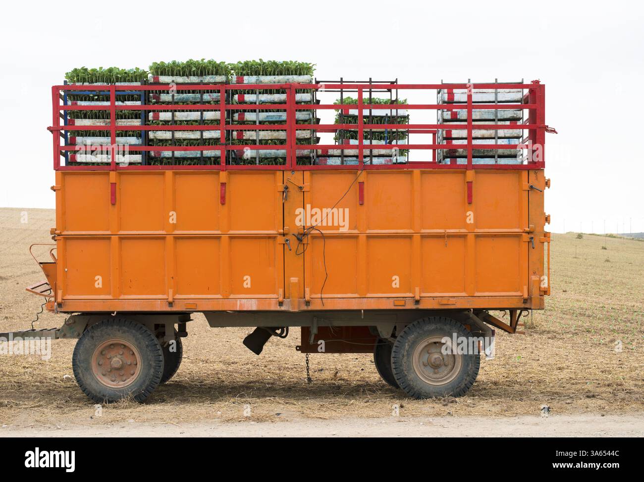 Tractor trailer loaded with seedlings. Crates seedlings Stock Photo - Alamy