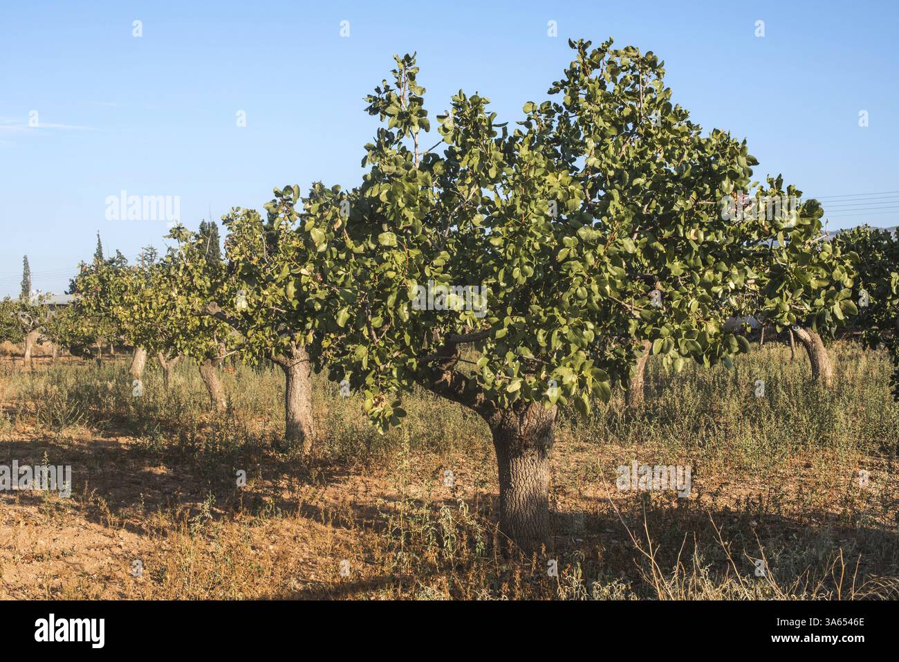 Pistachio trees in Greece. Pistachio plantation. Greece Stock Photo - Alamy