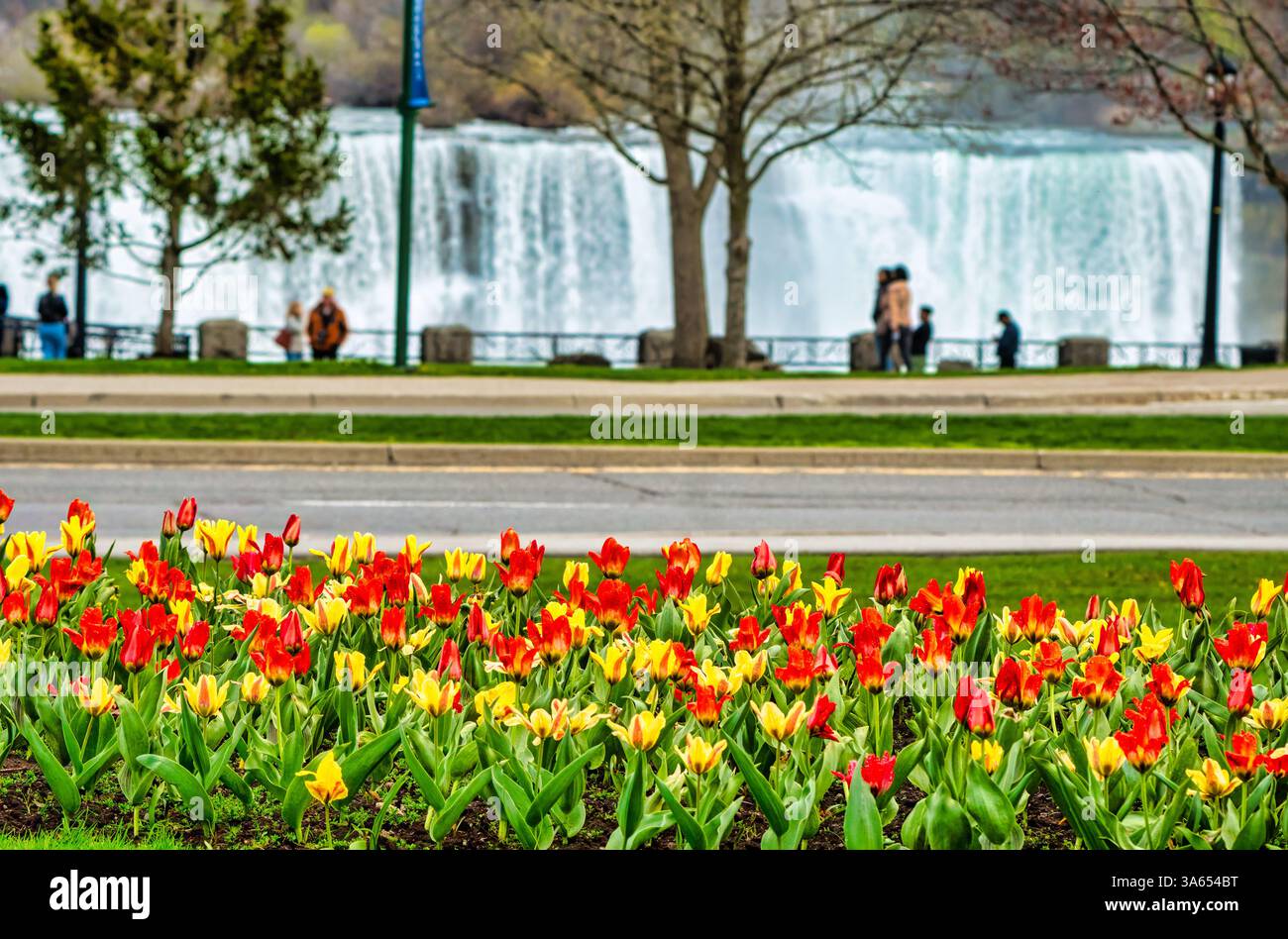 Tulip flower beds spring hi-res stock photography and images - Alamy