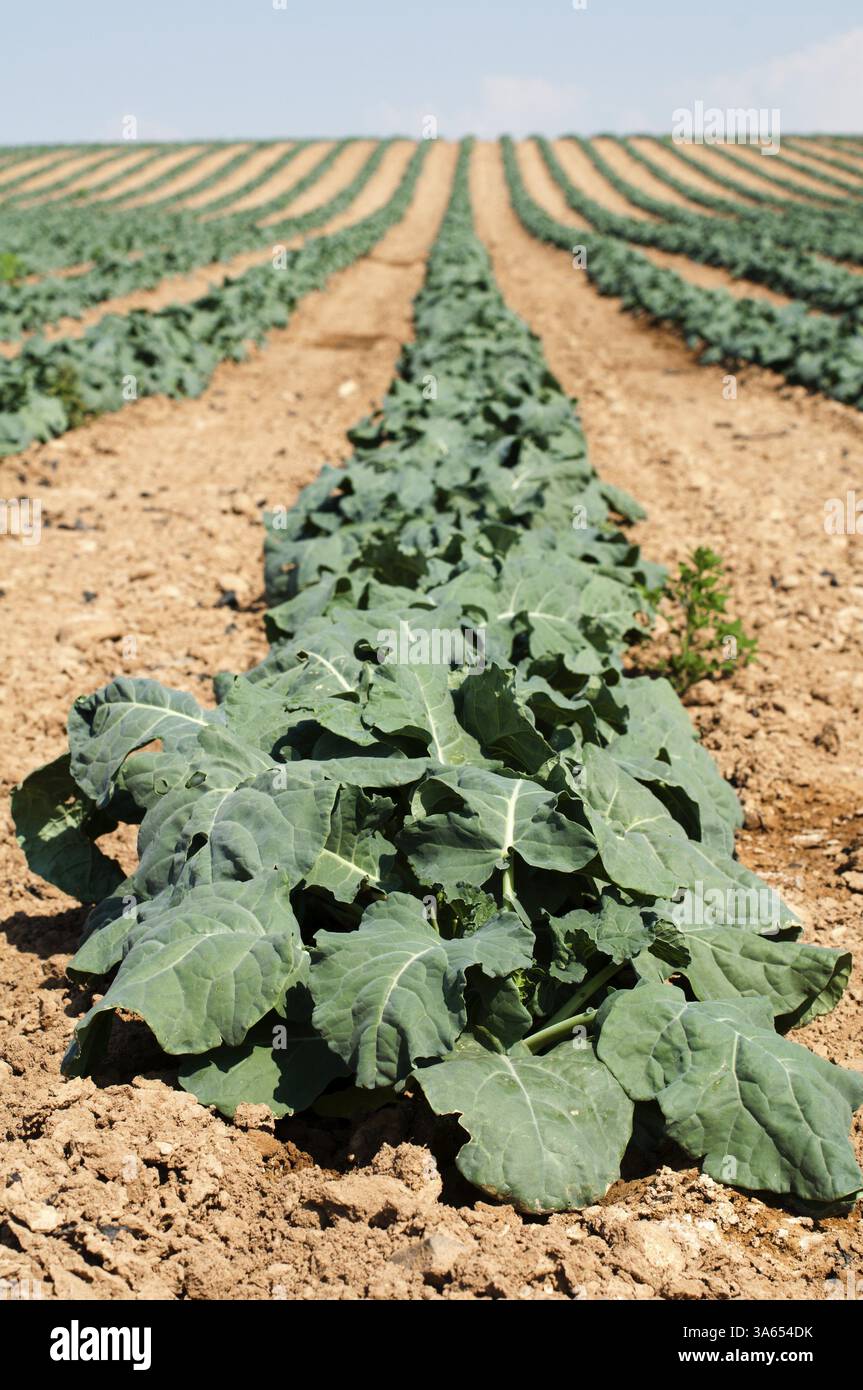 Cabbage plantation. Cabbage arranged in rows, clean soil Stock Photo ...
