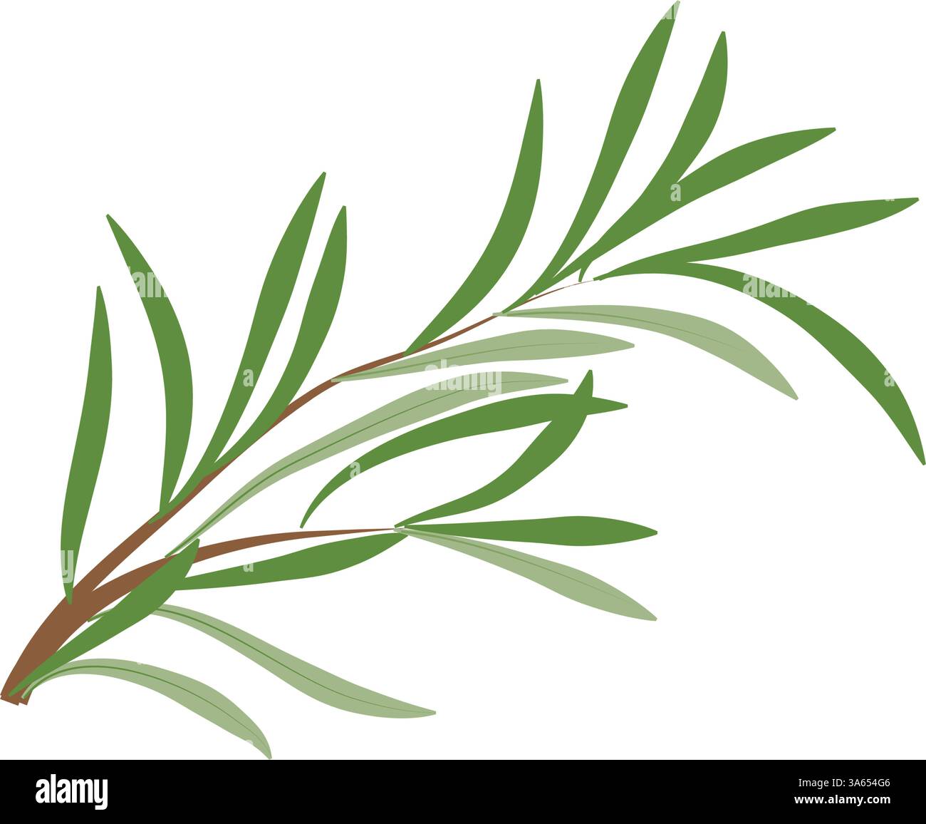 Rosemary branch. Isolated rosemary on white background Stock Vector ...