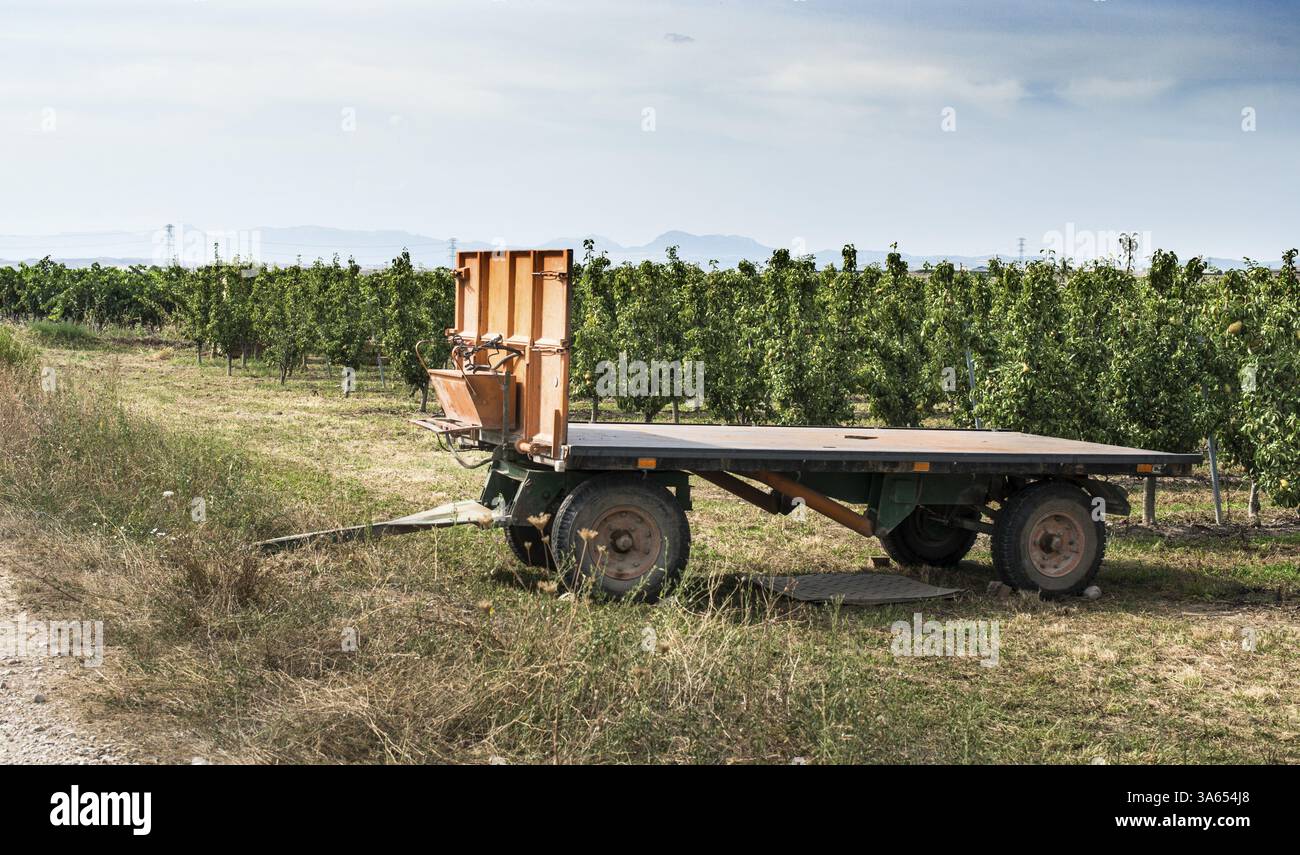 Pears in orchard. Tractor trailer and trees Stock Photo - Alamy