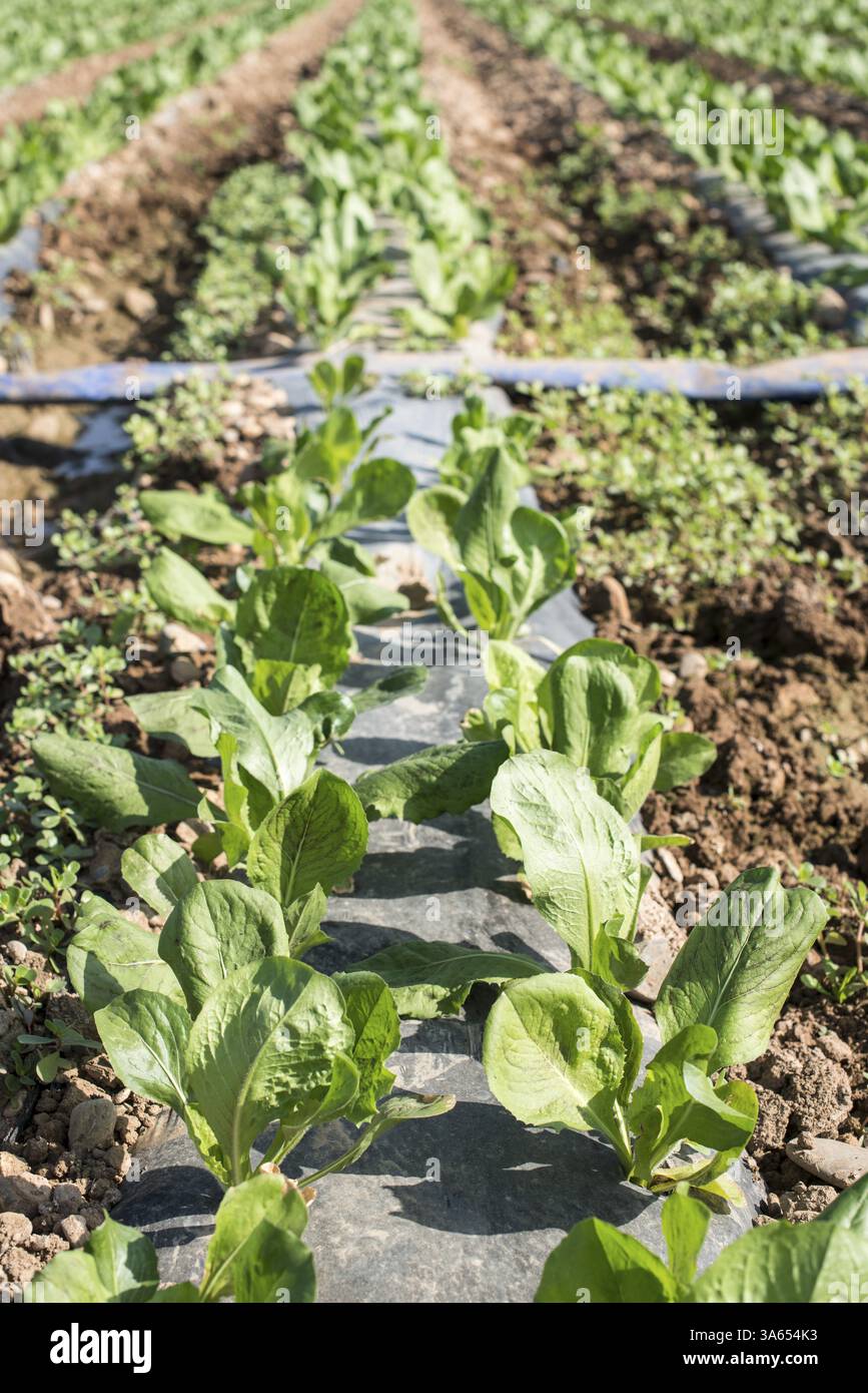 Lettuce cabbage farming fields hi-res stock photography and images - Alamy