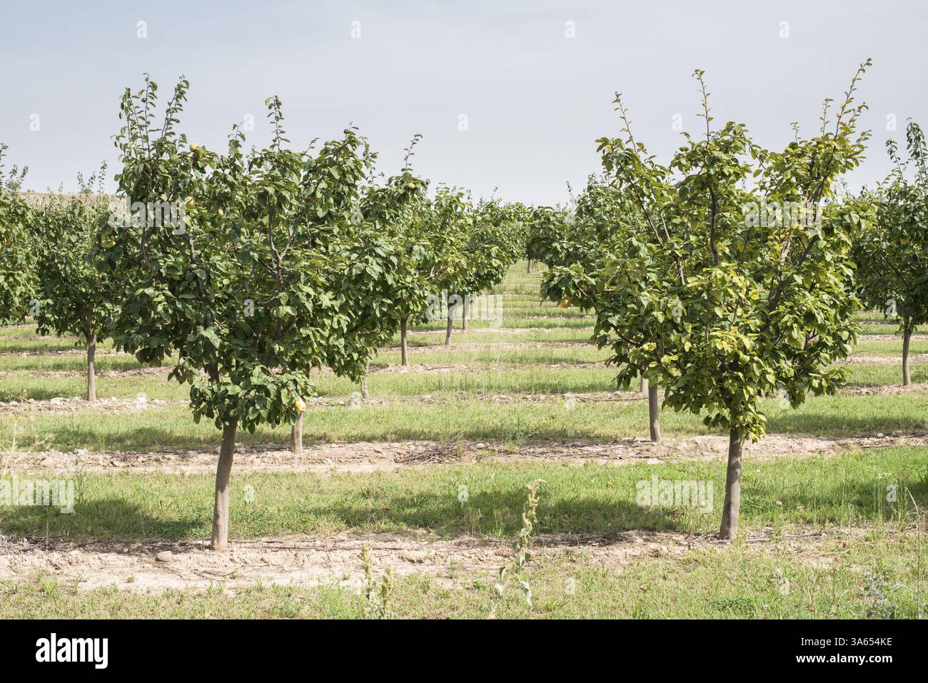 Quince orchard. Quince trees Stock Photo - Alamy