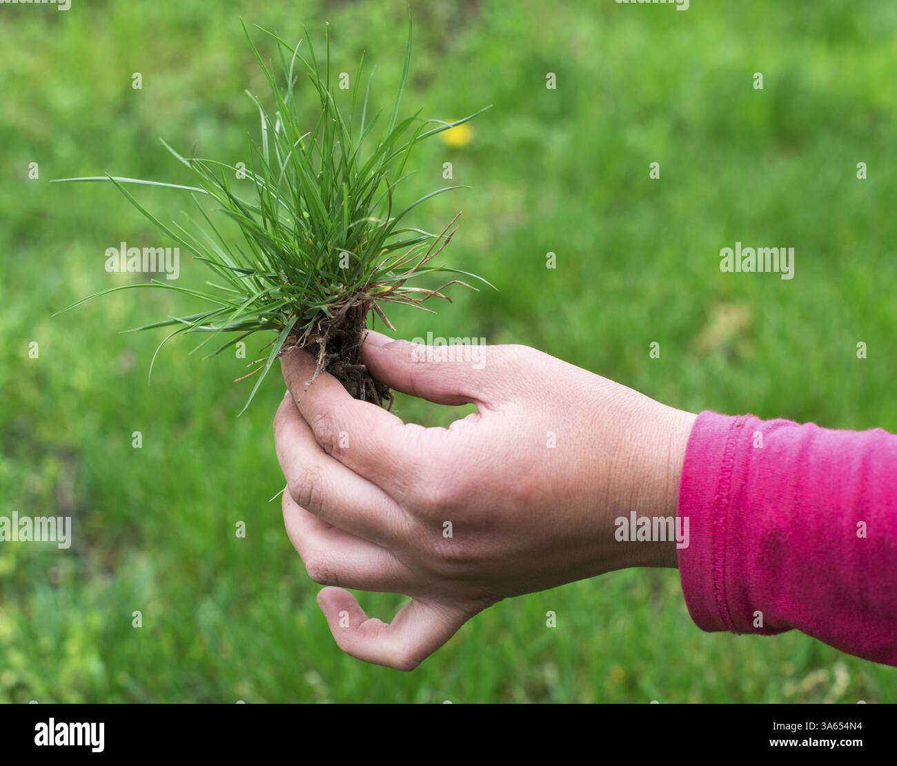 Hand cut turf hi-res stock photography and images - Alamy