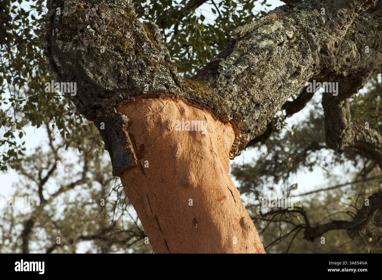 Commiphora tree hi-res stock photography and images - Alamy