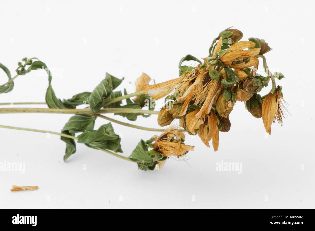 Dried herbs Hypericum perforatum on white background Stock Photo - Alamy