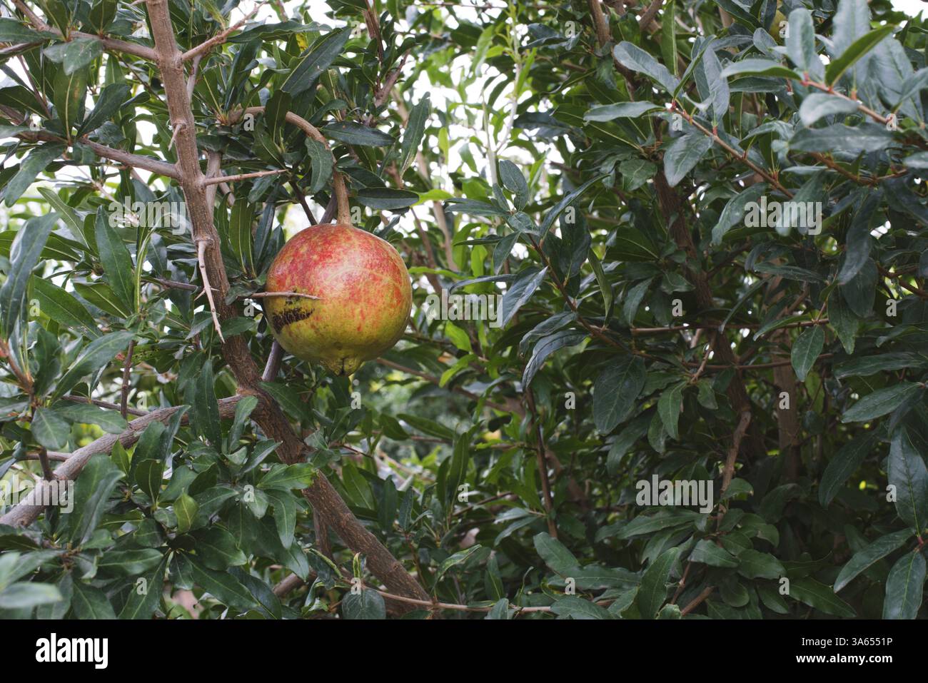 Pomegranate trees with fruits Stock Photo - Alamy