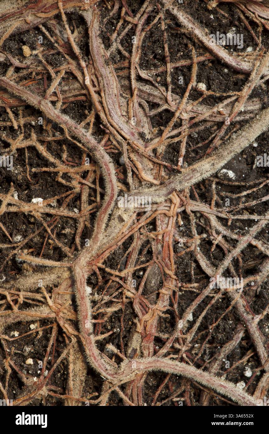 Roots of a flower closeup Stock Photo - Alamy