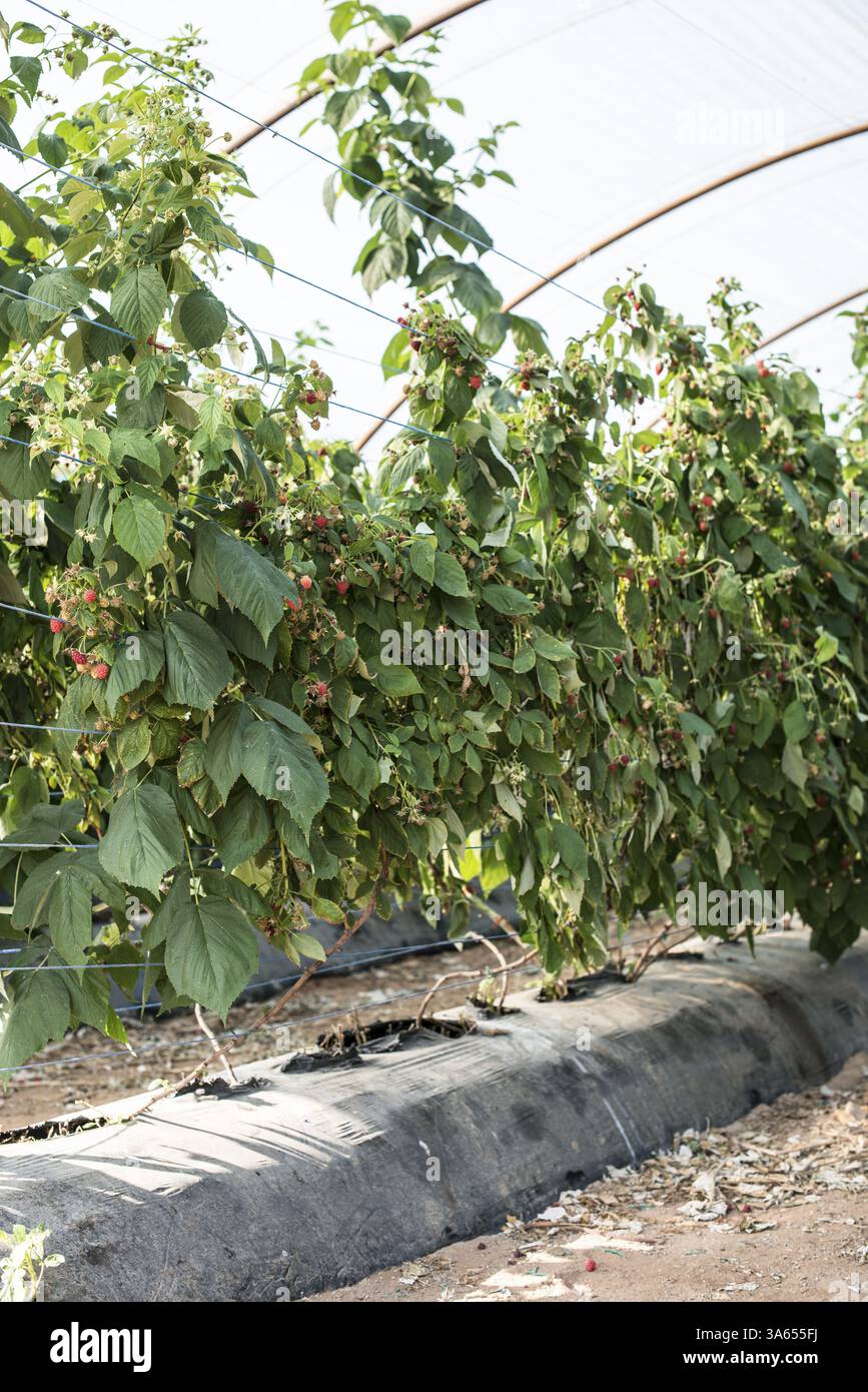 Raspberry plantation in greenhouse Stock Photo - Alamy