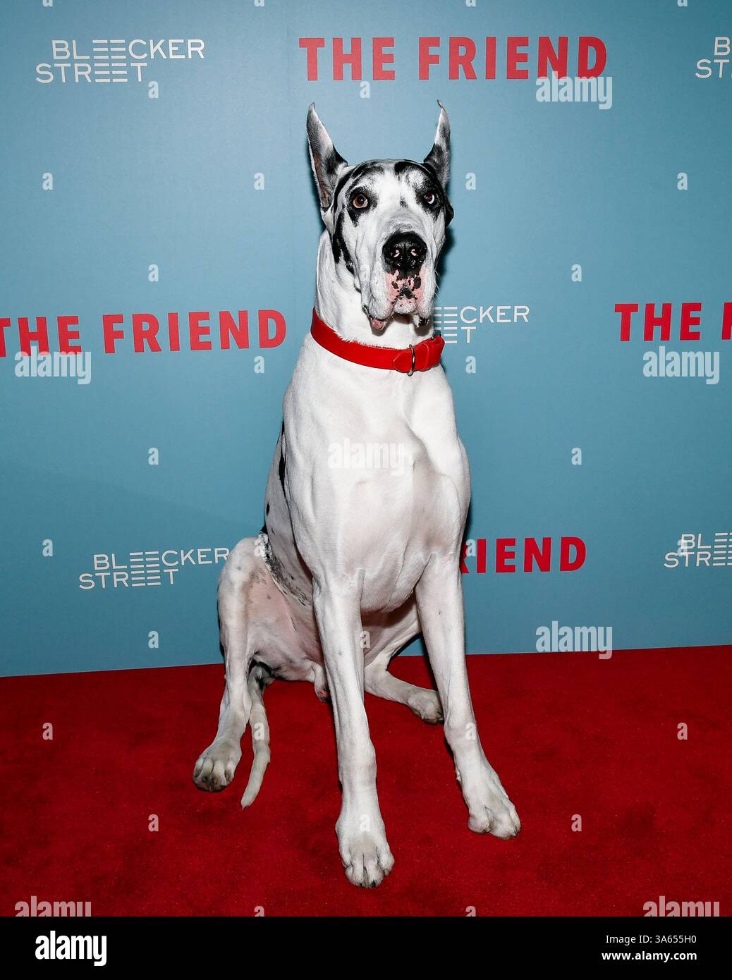 Bing the dog attends the premiere of "The Friend" at IPIC Theaters on ...
