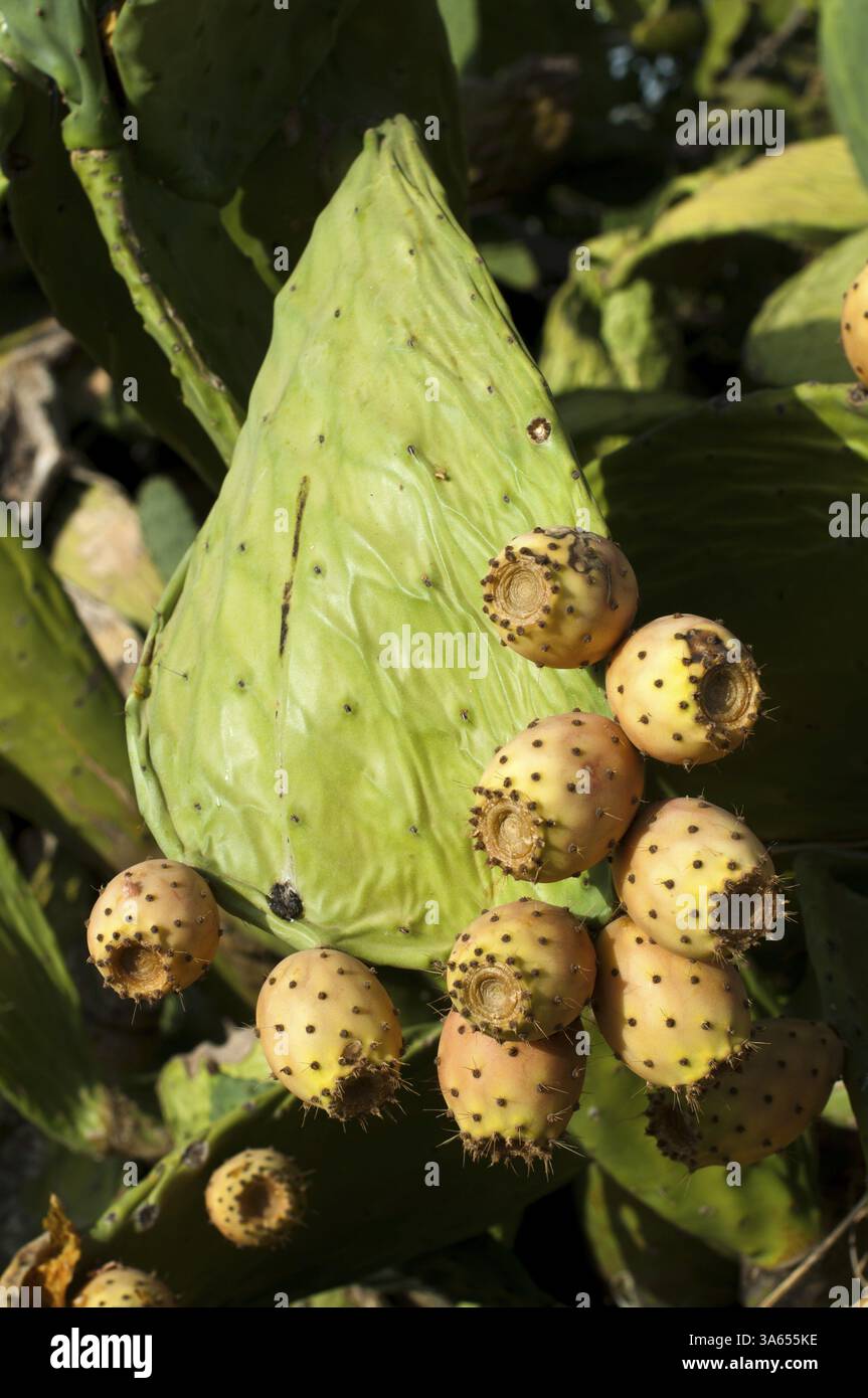 Cactus fruit cactus fruits hi-res stock photography and images - Alamy