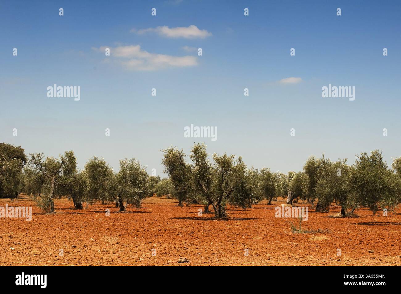 Olive trees in plantation. Rows of trees Stock Photo - Alamy