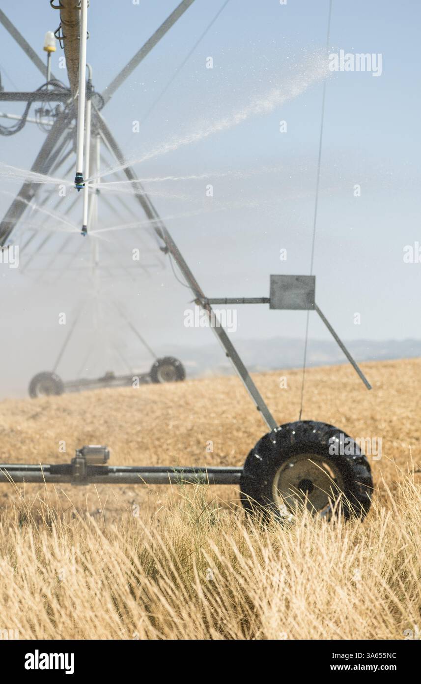 Irrigation sprayers in the field. Yellow plants Stock Photo - Alamy