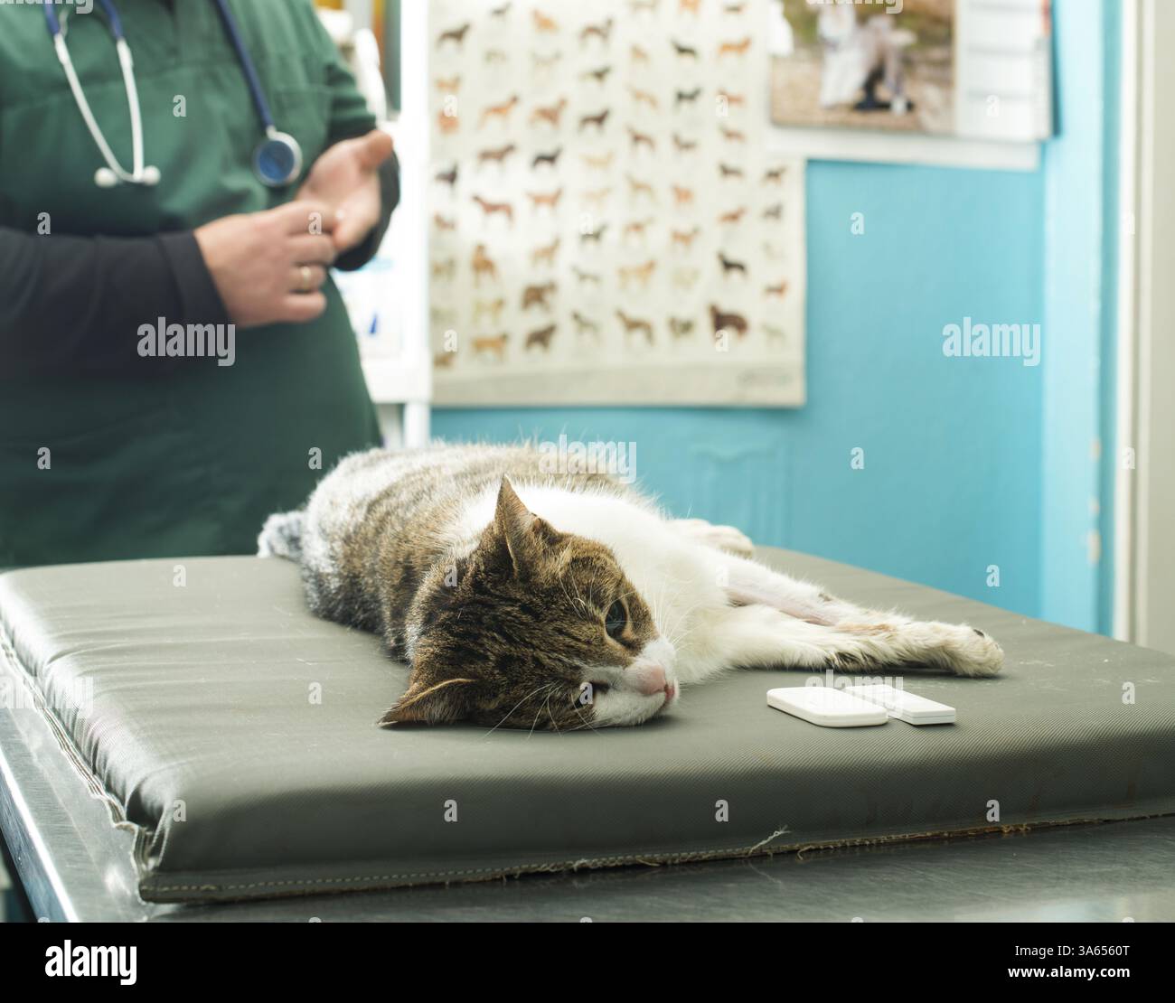 Veterinary Blood test. Cat in vetrinary Stock Photo - Alamy