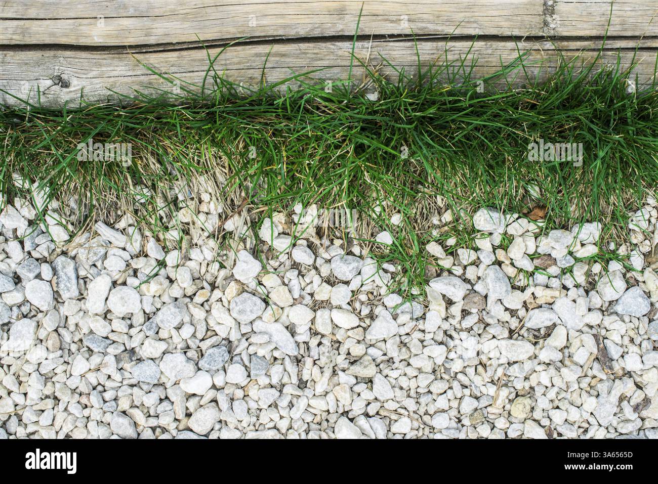 Green grass and stones. Park alley Stock Photo - Alamy