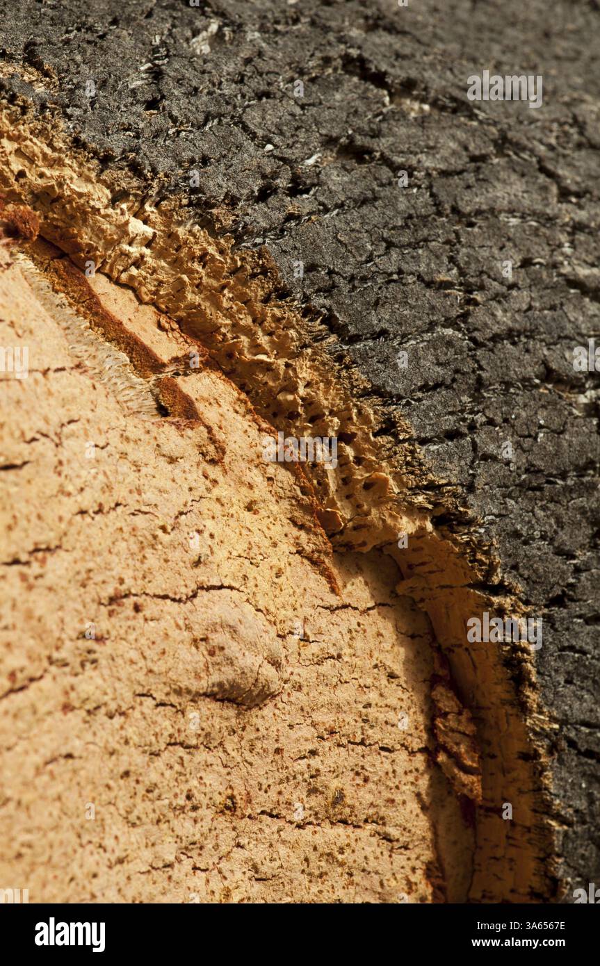Cork crust. Natural piece of wood Stock Photo - Alamy
