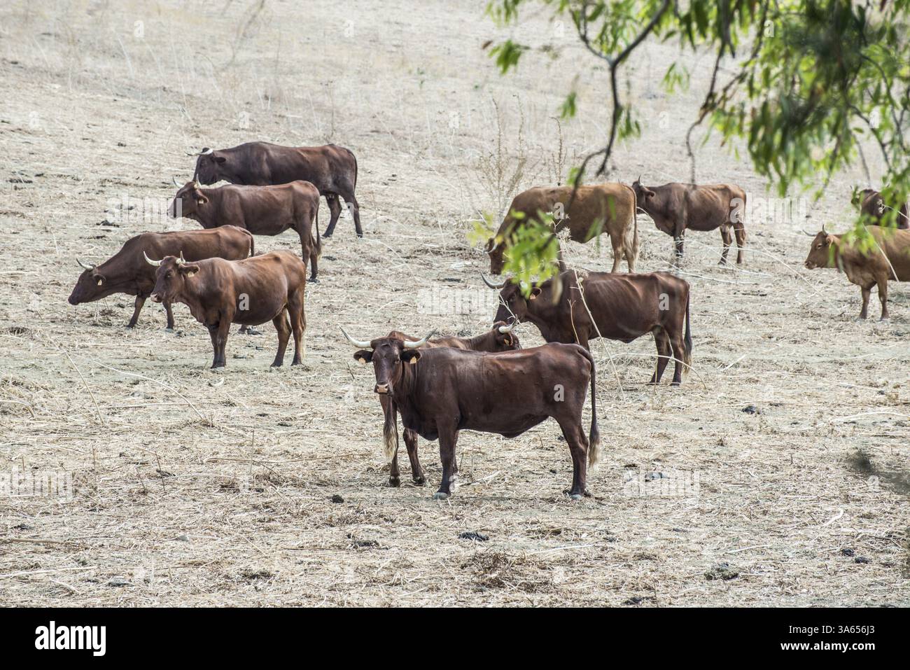 Brown cows dairy farm hi-res stock photography and images - Alamy