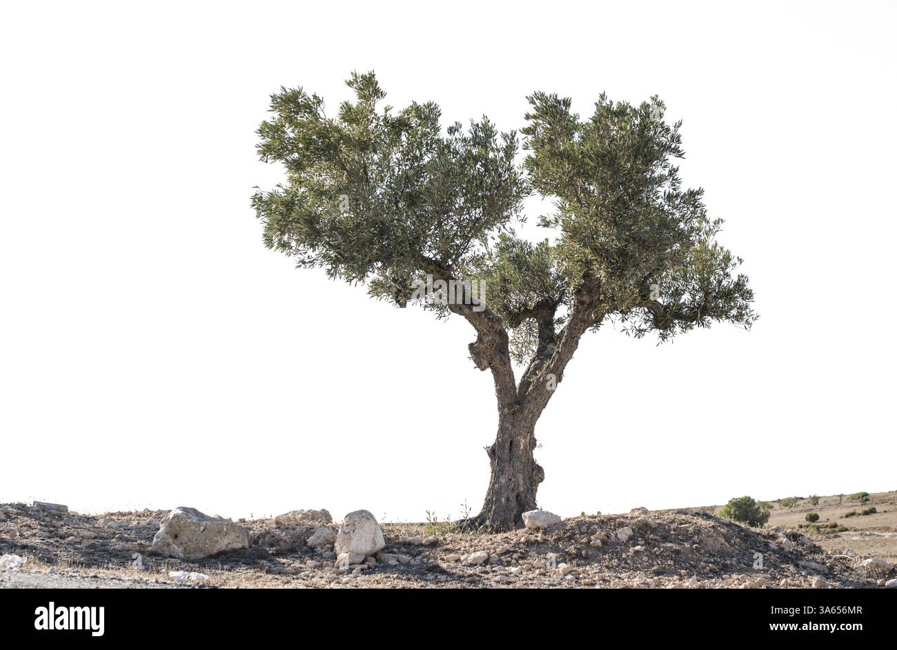 Isolated olive tree. Low poinf of view Stock Photo - Alamy