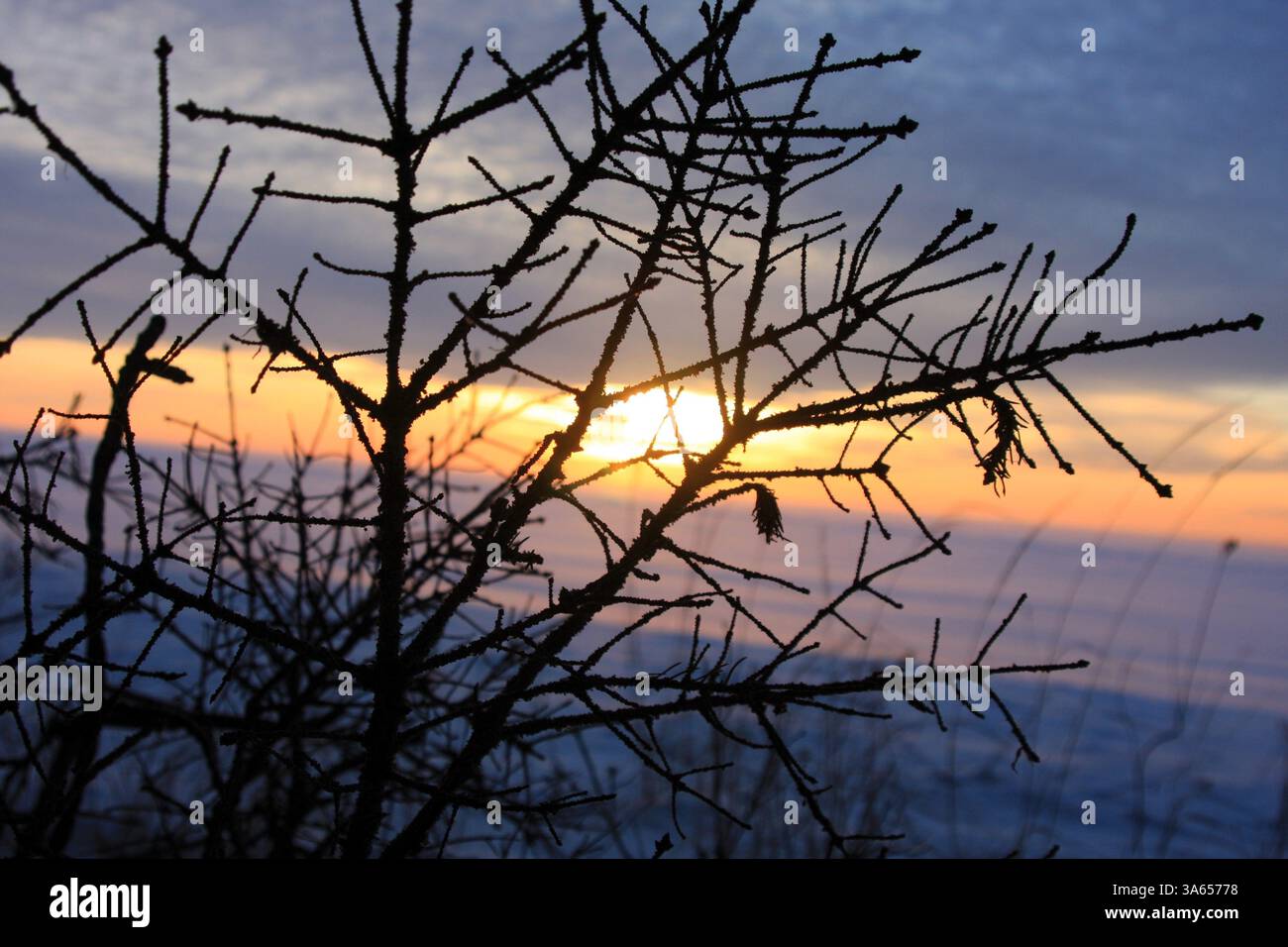Lighthouse in pine tree hi-res stock photography and images - Alamy
