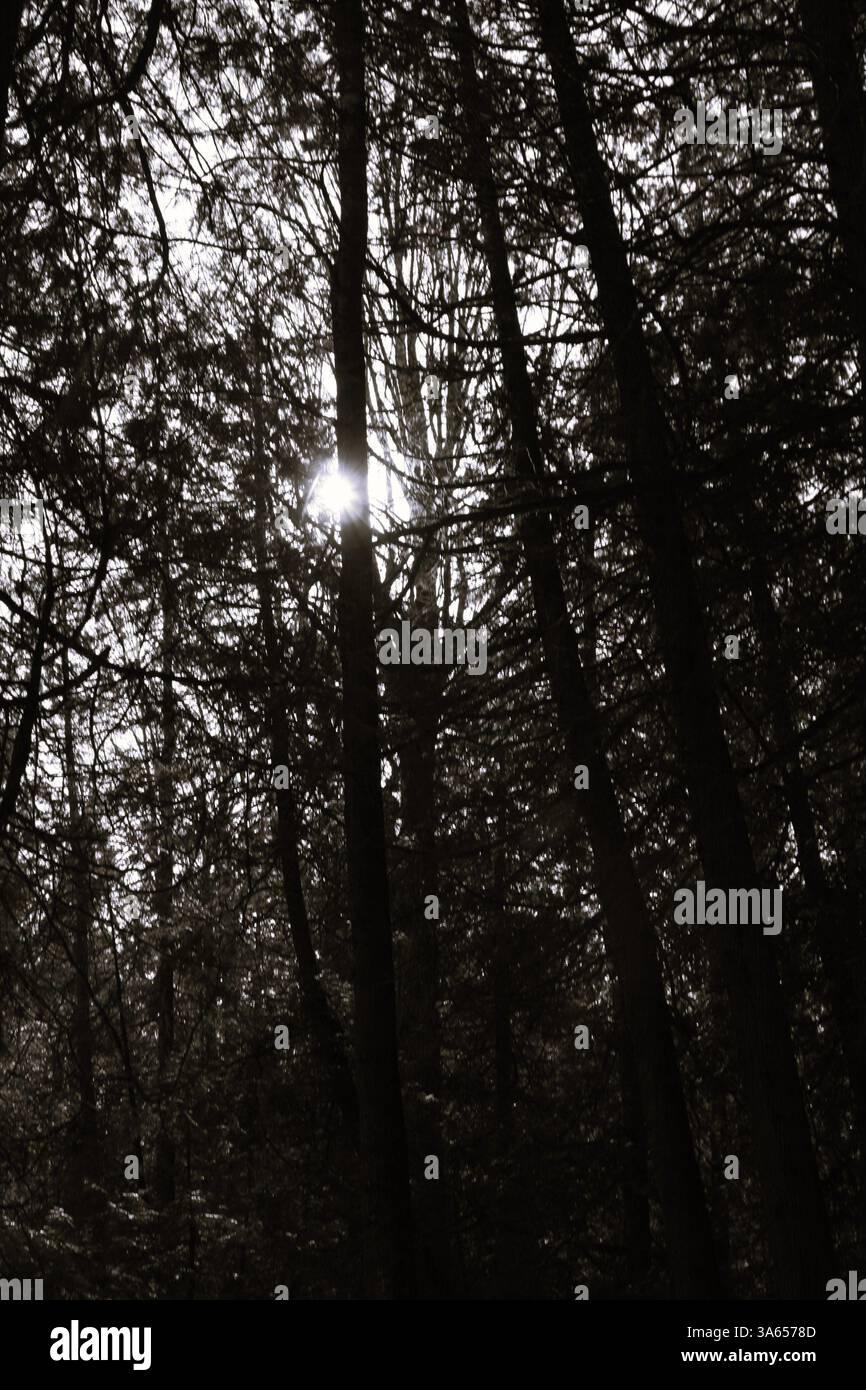 Sun Shining Through Pine Trees Stock Photo - Alamy