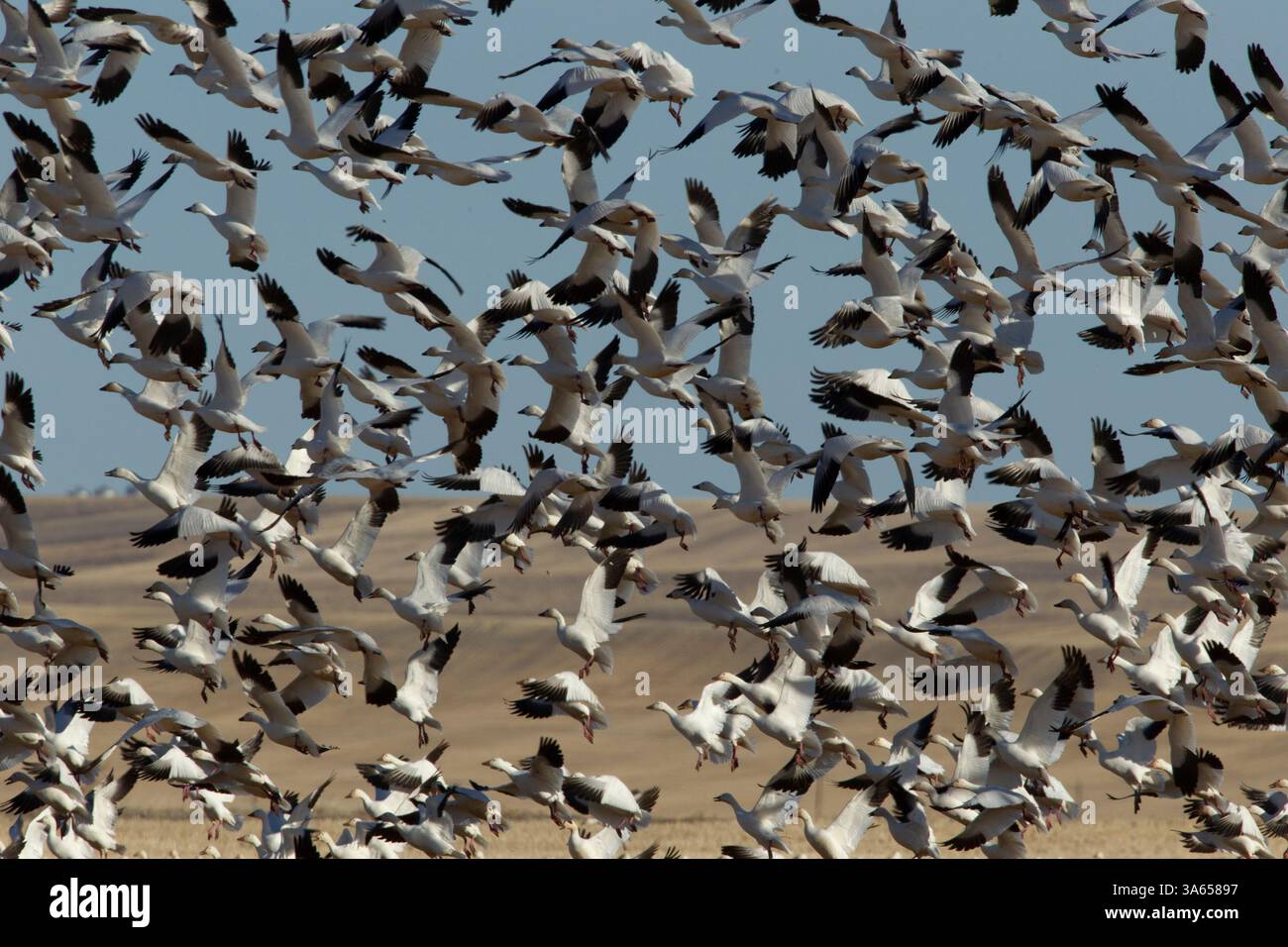 Nesting update hi-res stock photography and images - Alamy
