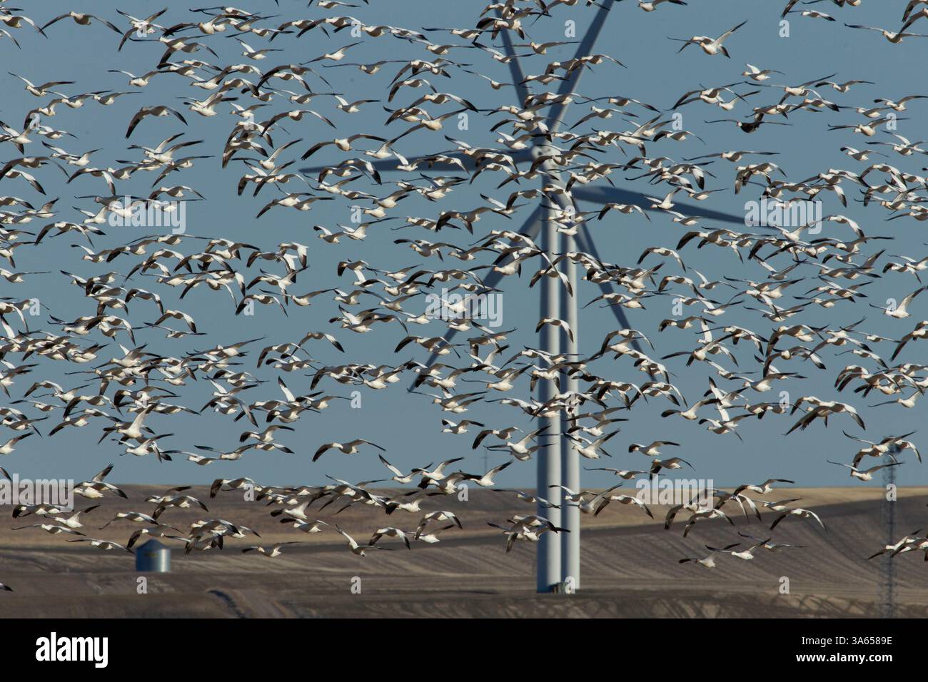 March arctic maximum hi-res stock photography and images - Alamy