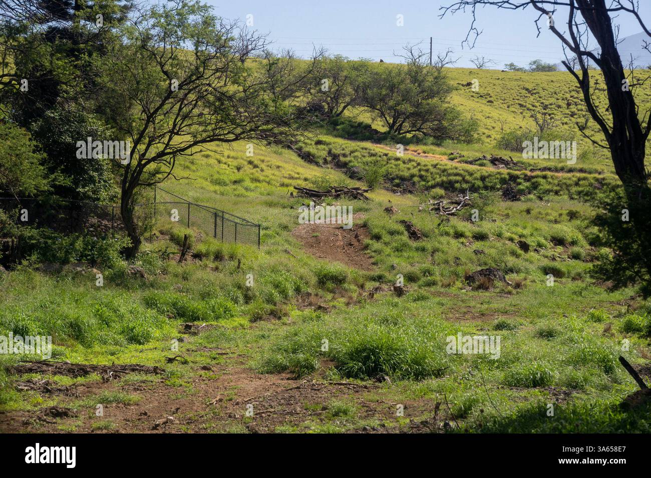 Overgrown grass and dry vegetation cover a landscape in Waikoloa ...