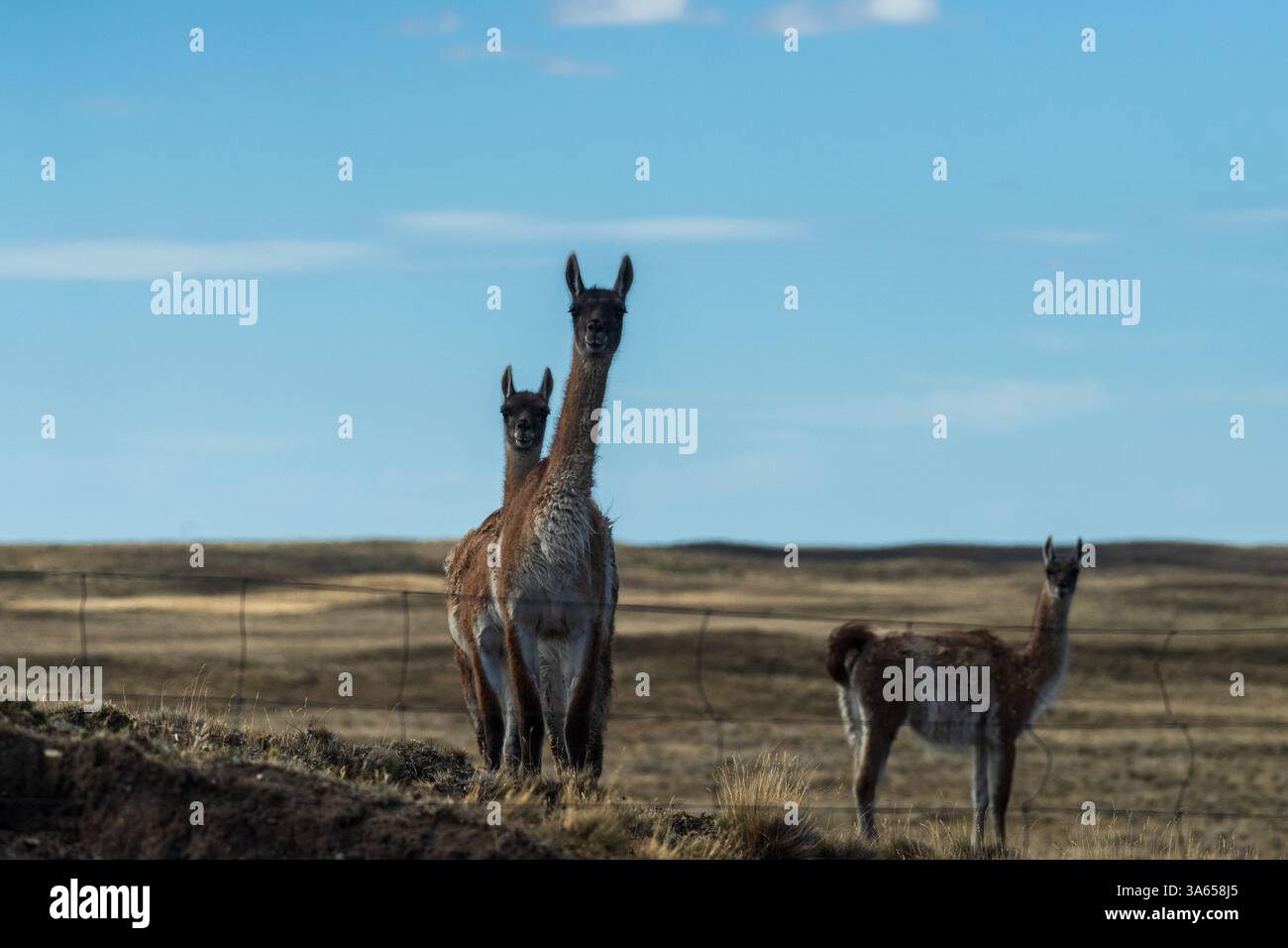 Telephoto of two Guanacos -Lama guanicoe- roaming around Tierra de ...