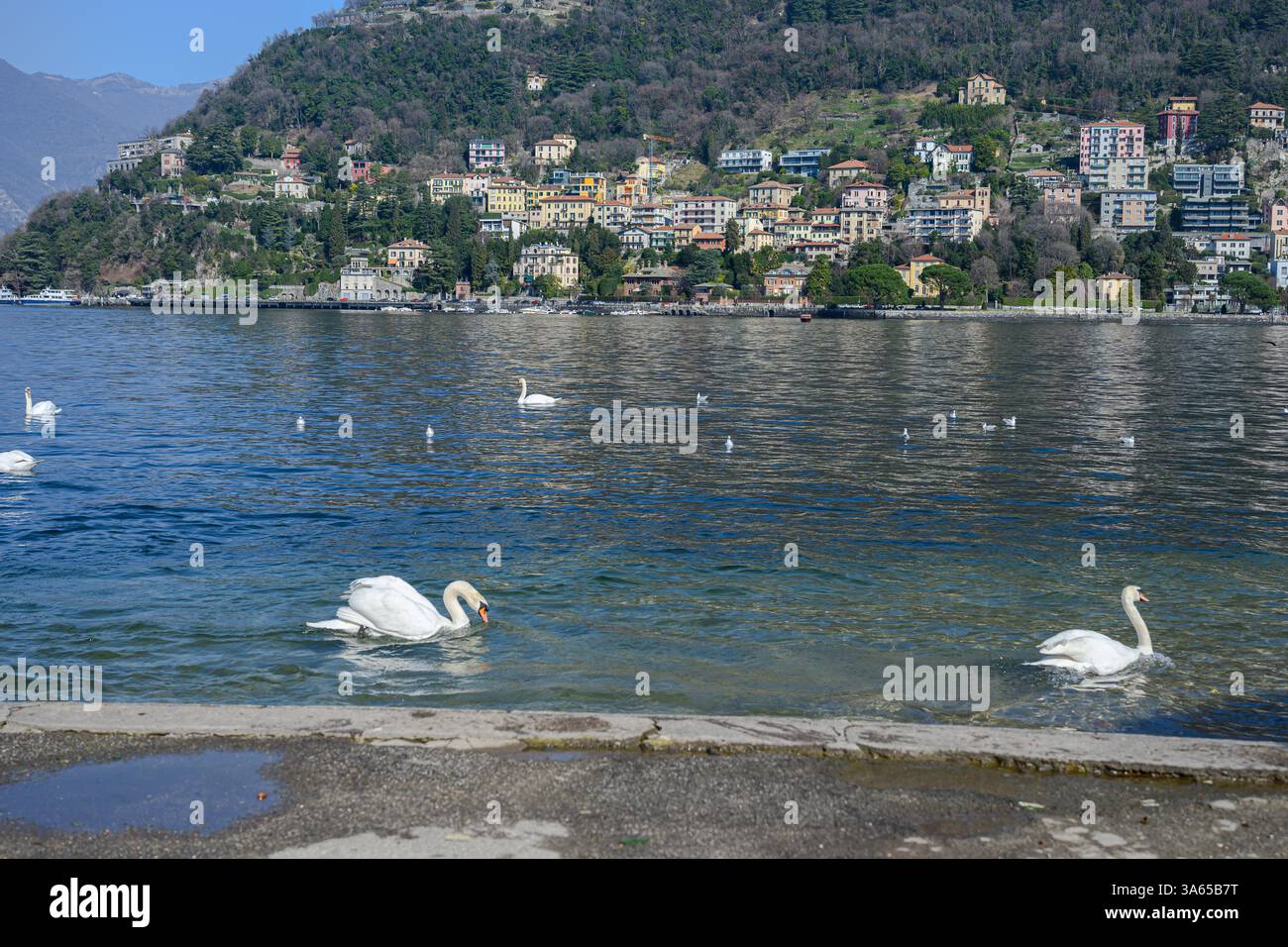 Lake Como swans on the water – Como, Italy – 05 March 2025 Stock Photo ...