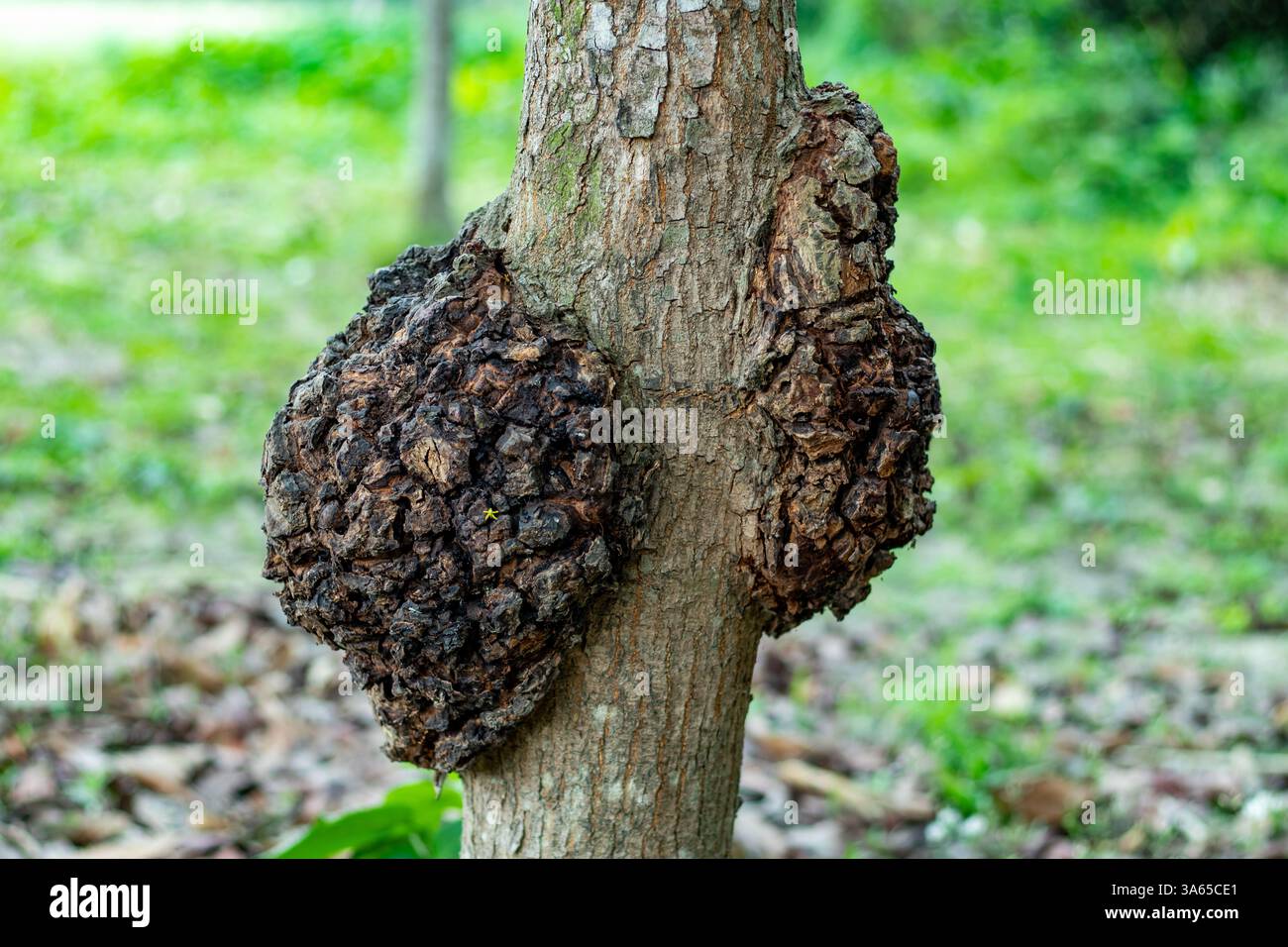 A close up of a tree trunk with large, rough, dark brown to black ...