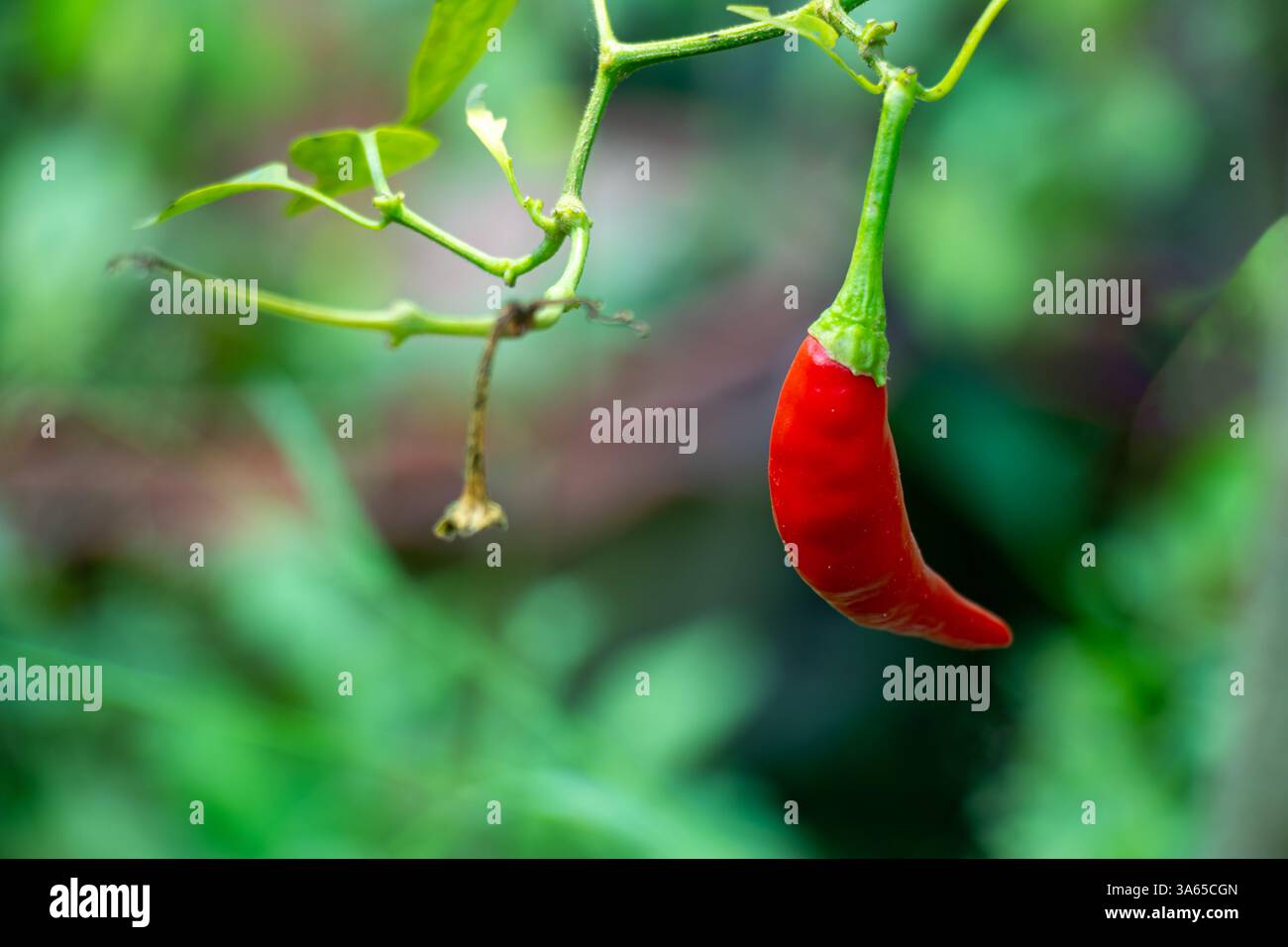 Red chilli Capsicum annuum. It comes in various shapes and sizes ...