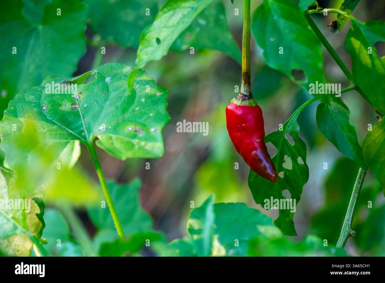 Vegetable harvest aids hi-res stock photography and images - Alamy