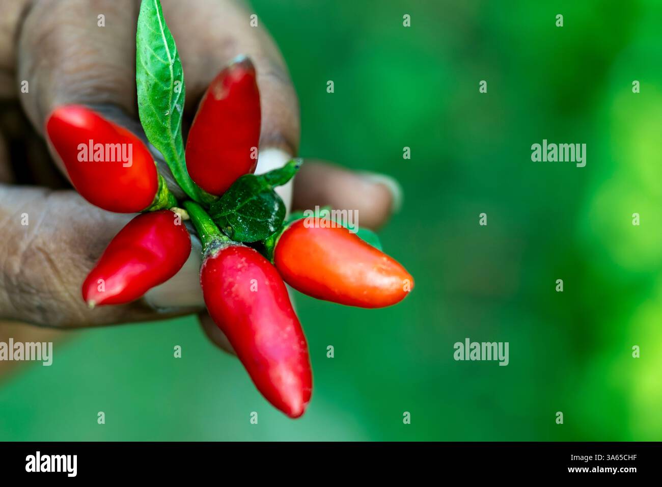 Red chilli, hot pepper, chili. Guntur Chilli Highly pungent, commonly ...