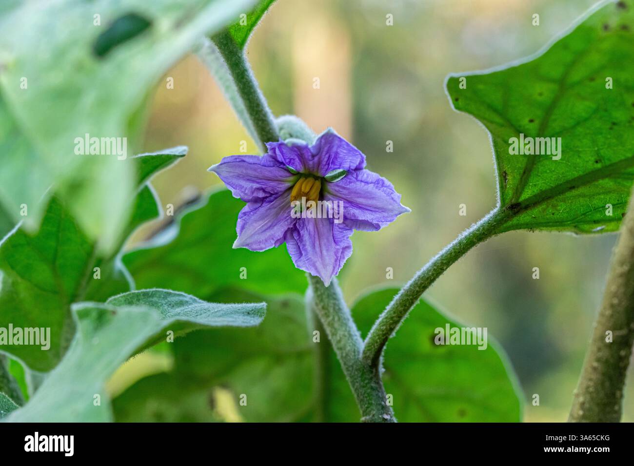 The brinjal eggplant flower is a delicate, star shaped bloom with light ...