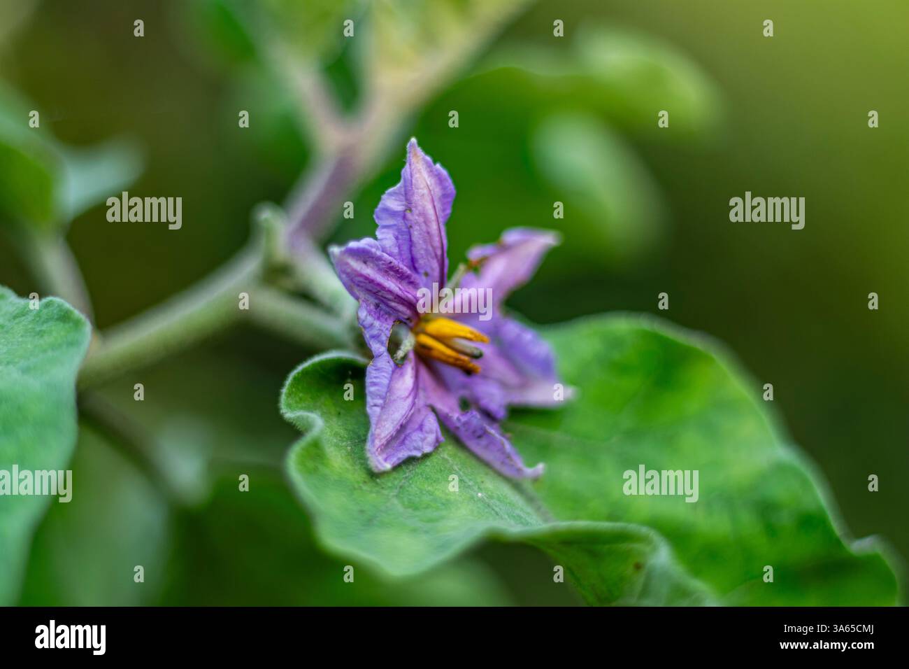 The brinjal flowers are purple to white, with yellow stamens and a five ...