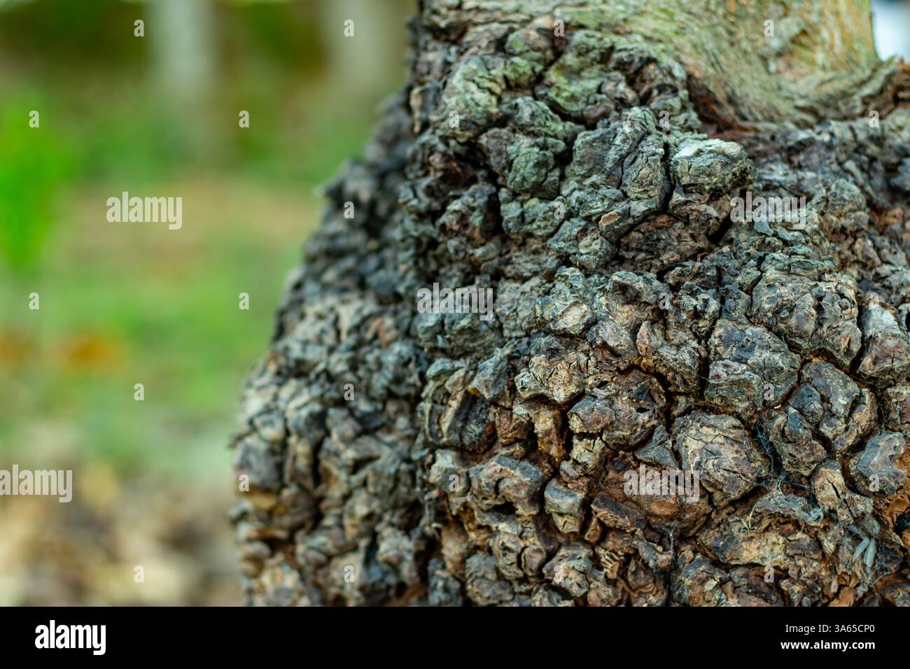 The dark tree, rough burls, caused by stress or infection are burls ...