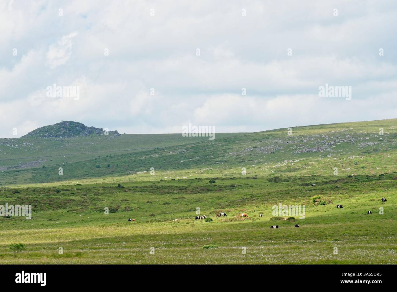 Empty landscape and rugged terrain in Dartmoor National Park in Devon ...