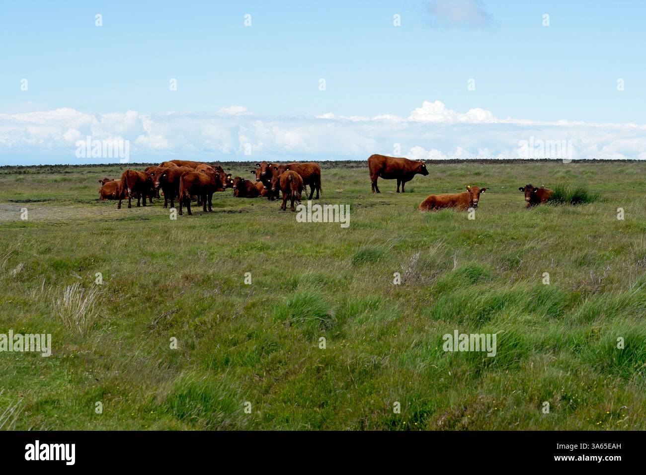 Wild cows roaming in the wide open grassland of Exmoor National Park in ...