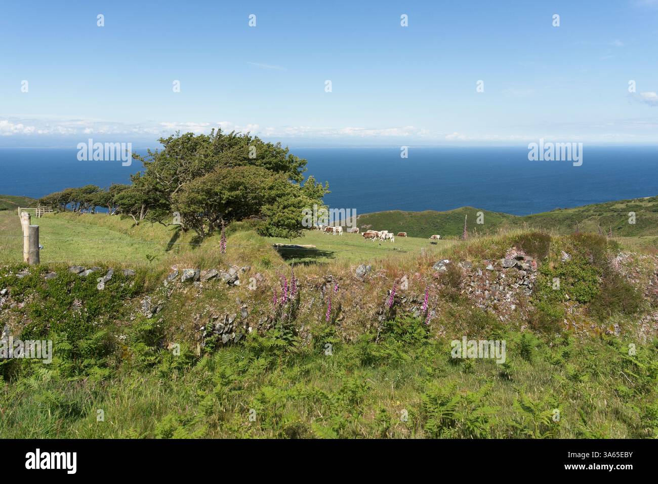 Cows grazing in a field overlooking the Bristol Channel from Exmoor ...