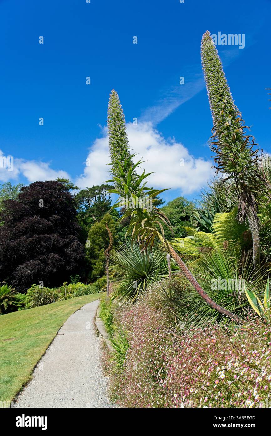 Falmouth England - 10 June 2024 - Trebah Garden is a large sub-tropical ...
