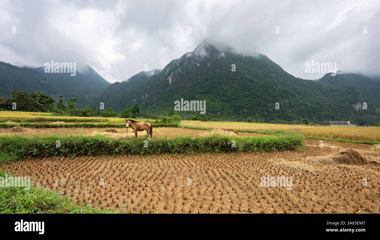 Horse on a rice field, harvest time in the rice fields of North Vietnam ...