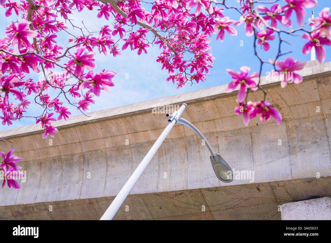 Magnolia flowers are in full bloom in Suzhou City, east China's Jiangsu ...