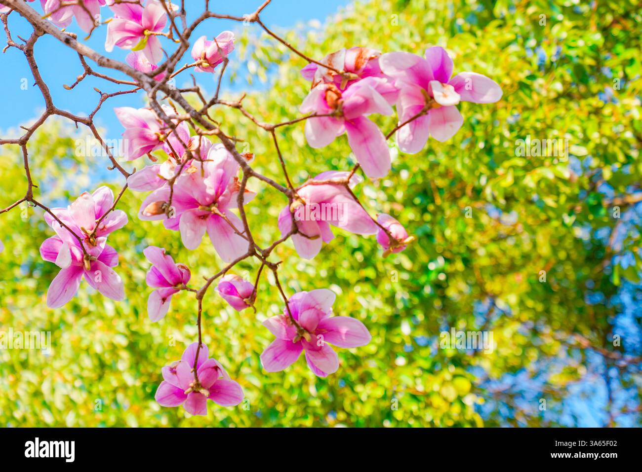 Magnolia flowers are in full bloom in Suzhou City, east China's Jiangsu ...