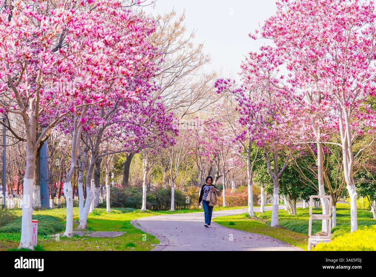 Magnolia flowers are in full bloom in Suzhou City, east China's Jiangsu ...