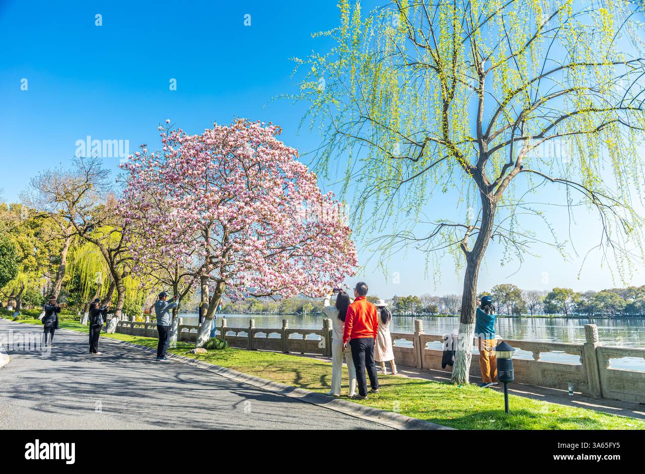 Magnolia flowers are in full bloom in Hangzhou City, east China's ...