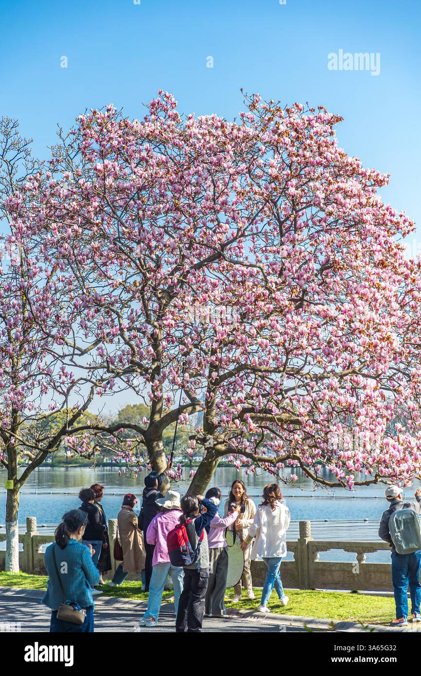 Magnolia flowers are in full bloom in Hangzhou City, east China's ...