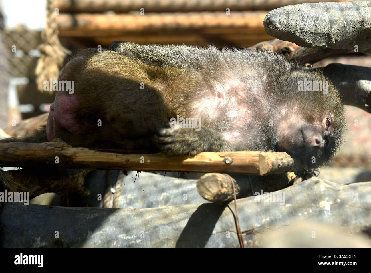 Animals enjoy spring time at Qingdao Forest Wildlife World in Qingdao ...