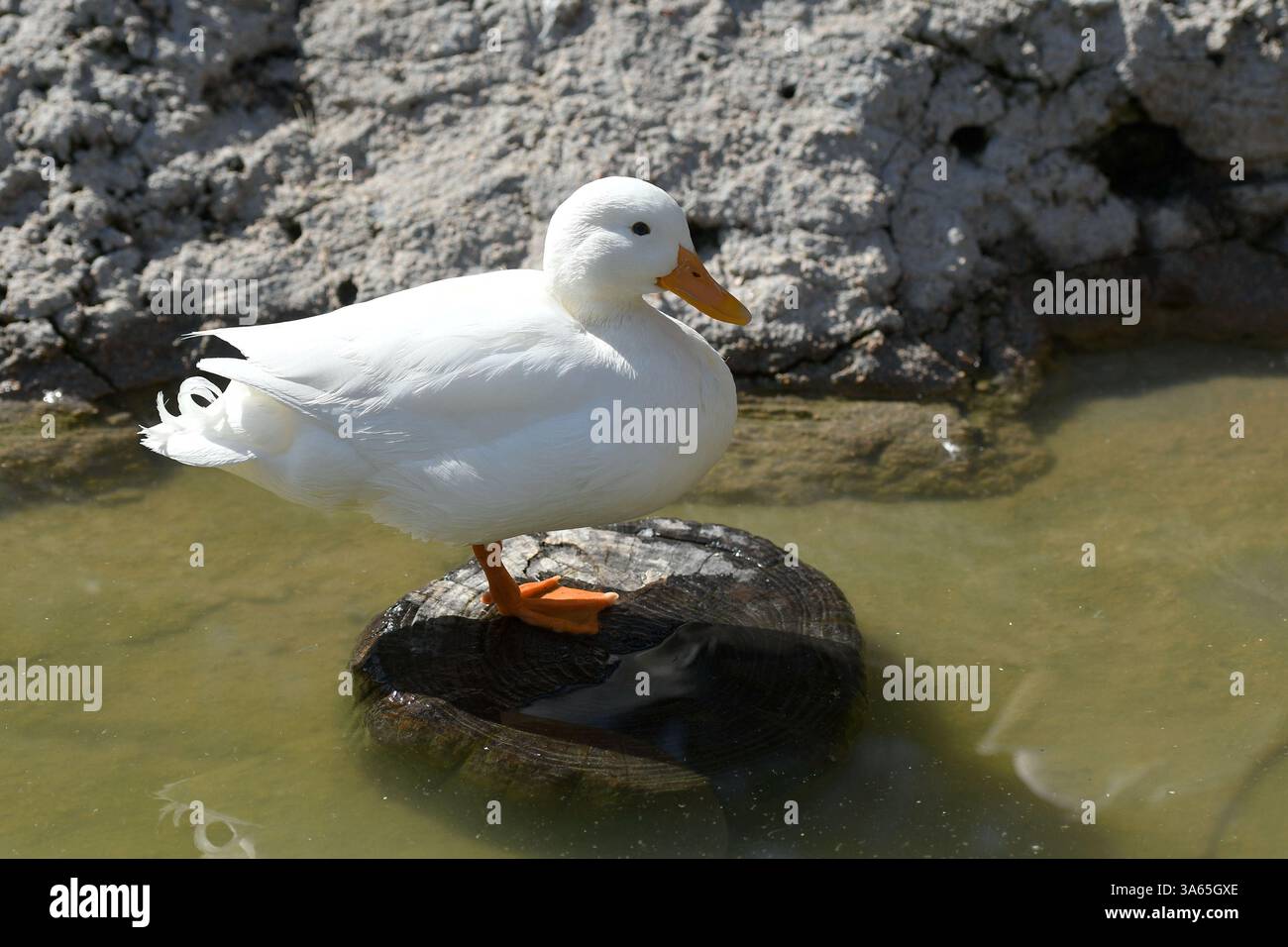 Animals enjoy spring time at Qingdao Forest Wildlife World in Qingdao ...